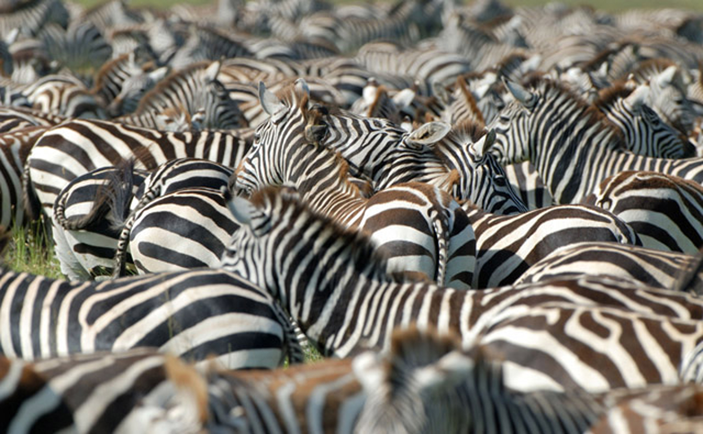Safaris lors de la grande migration | Au Tigre Vanillé